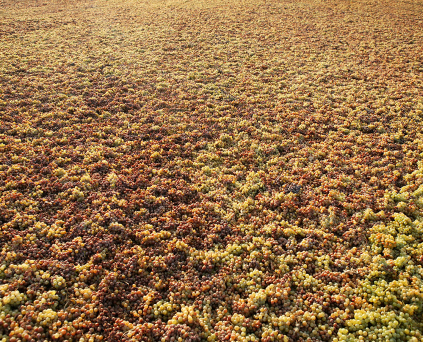 Moschofilero - Wines of Greece